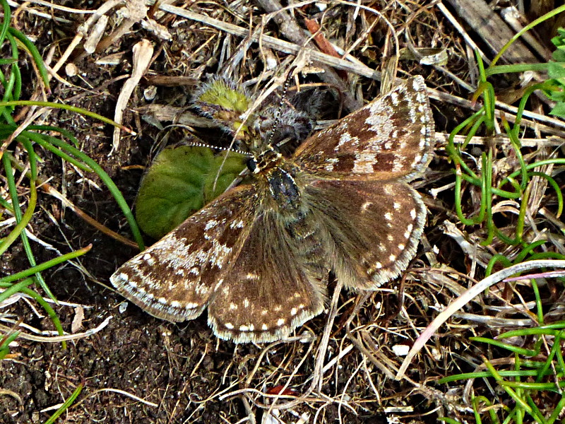 Dingy Skipper